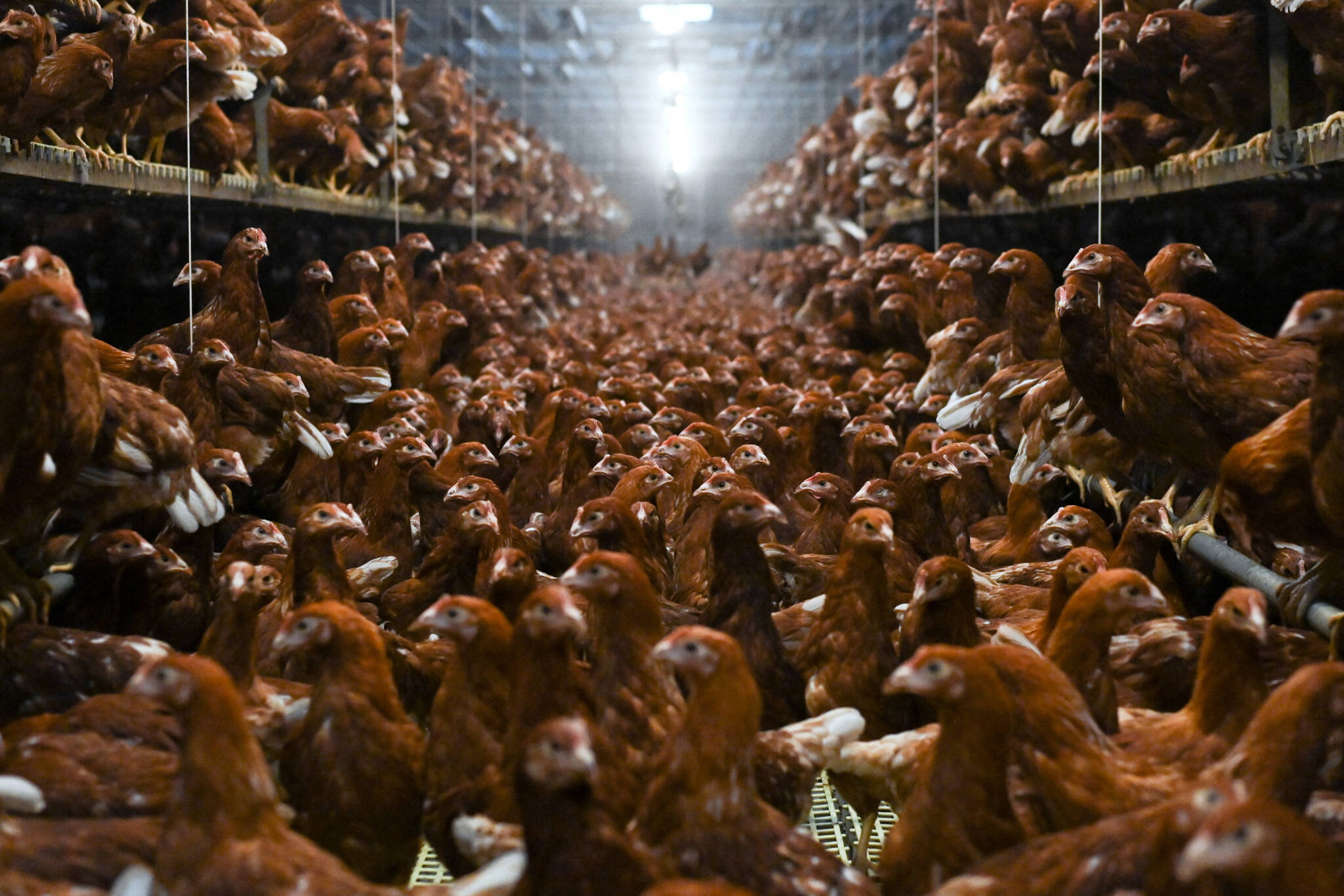 Élevage intensif et souveraineté : les limites du produire plus ...